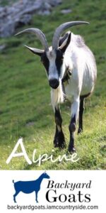 Alpine Goat - Breed Profile - Goat Journal